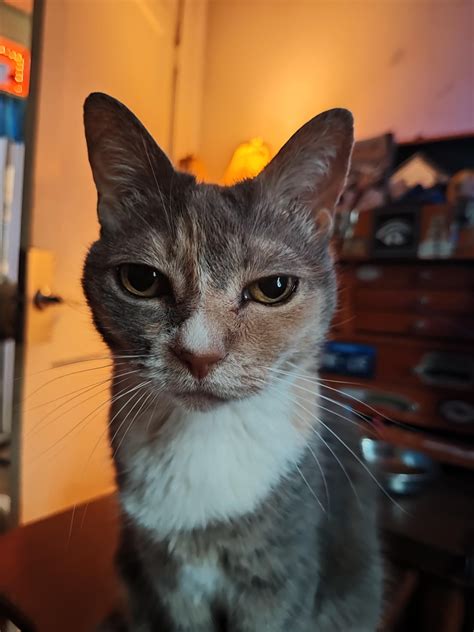 One last picture of Bebus before Reddit locks out my app : r/AliveNamedCats