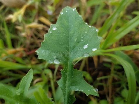 Leaves Of The Sonchus Oleraceus Plant Growing Wild In The Garden Stock Image Image Of