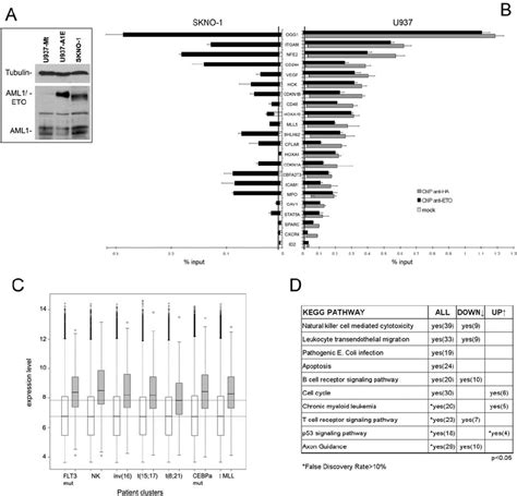 identification of aml1 eto binding regions in human promoters a