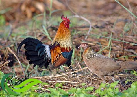 Ayam Hutan Leluhur Ayam Kampung Media Hobi Dan Informasi