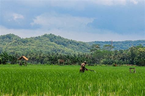Program Desa Wisata Ancam Lahan Pertanian Pangan Di Tulungagung Bacaini Id