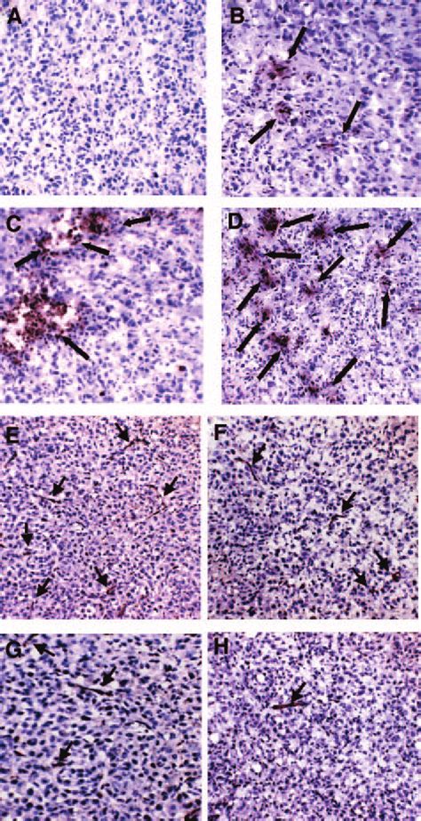 Photomicrographs Showing Apoptotic Cells In Tumor Tissue A D 100 Download Scientific Diagram
