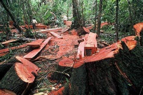 Así Es Cómo Afecta La Tala Indiscriminada De árboles Al Medio Ambiente