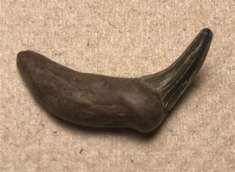 Dolphin Tooth Fossil Id The Fossil Forum