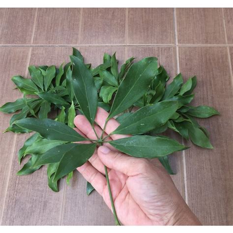 หนุมานประสานกายสด ปลอดสารพิษ 20ช่อ 50บาท ประมาณ140ใบ Shopee Thailand