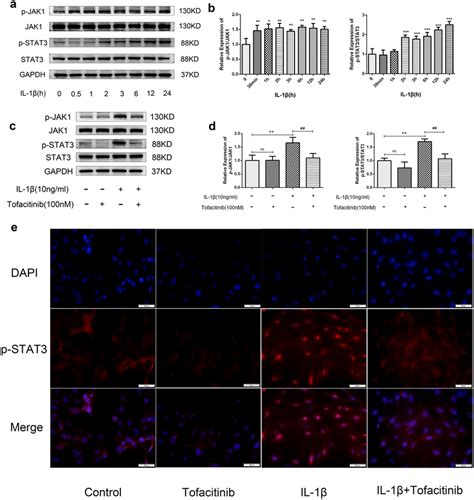 Tofacitinib Inhibited Il 1β Induced Activation Of The Jak1 Stat3 Download Scientific Diagram