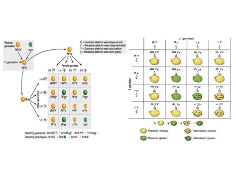 Heredity And Evolution Class 10th Cbse Pptx