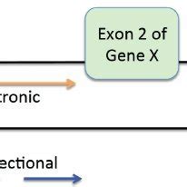Schematic Diagram Of LncRNA Mechanisms Of Action LncRNAs Function To