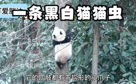 熊猫宝宝爬树，像极了黑白猫猫虫！摇摇摆摆的小模样可爱极了！ 可爱胖达panda 可爱胖达panda 哔哩哔哩视频