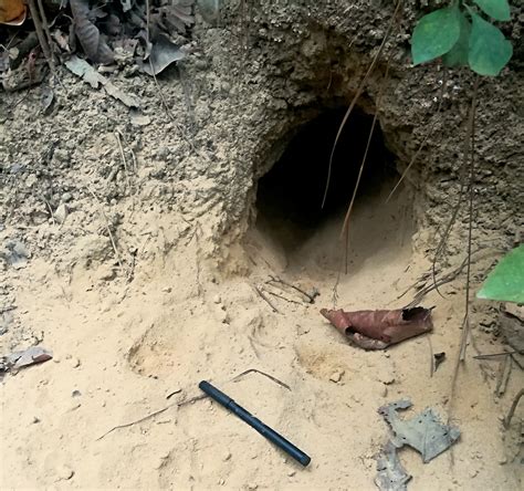 Assessing Distribution Habitat And Threats To Chinese Pangolin In
