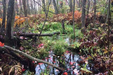 Protection à perpétuité de hectares de milieux naturels Nature Action Québec