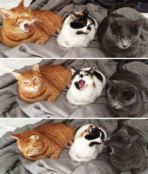 Of The Funniest Pics Of Cats Making Funny Faces