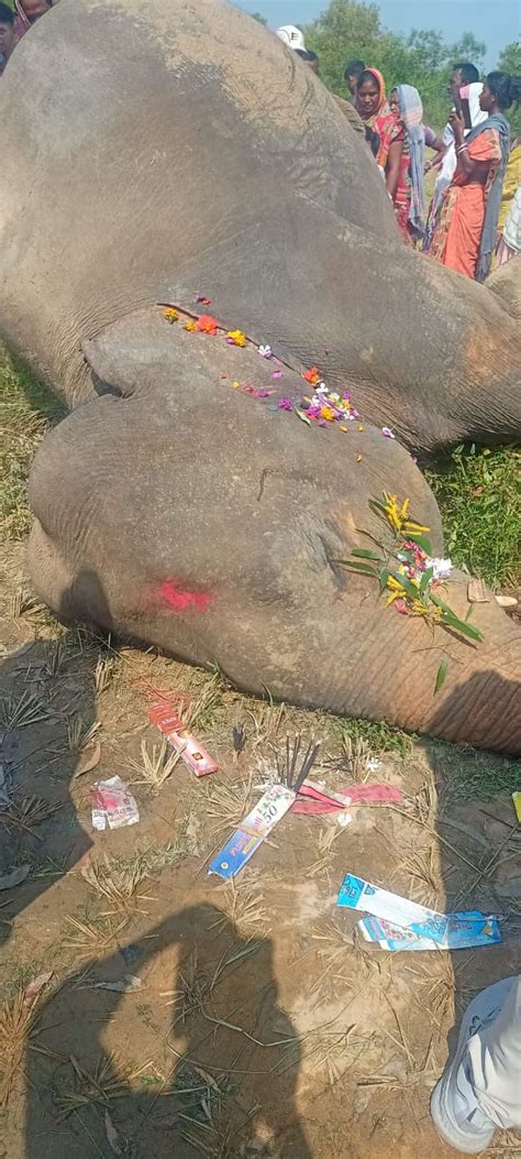 चाकुलिया में जंगली हाथी की मौत जांच में जुटा वन विभाग Chamakta Aina