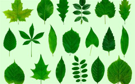 Comment Reconnaître Un Arbre Grâce à Ses Feuilles Housekeeping