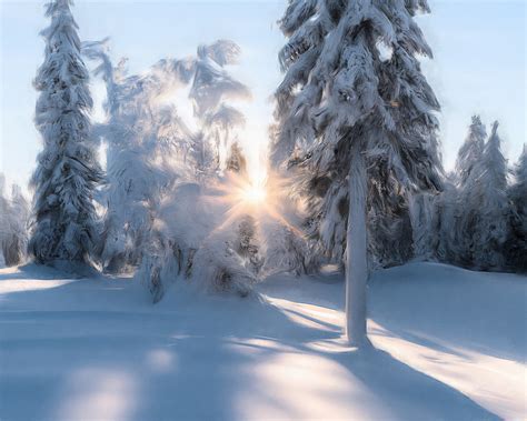 Winter Trees Free Stock Photo Public Domain Pictures
