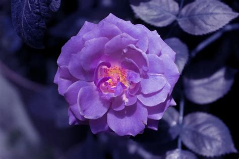 Details 48 Flores Lilas Y Violetas Nombres Abzlocal Mx