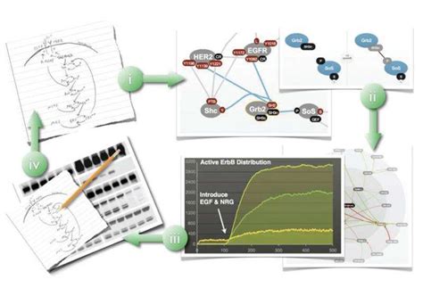 The Benefits Of Biological Modelling Drug Discovery World Ddw