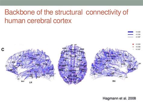 Connectome