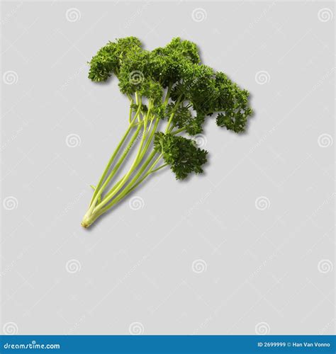 Bundle Parsley Stock Image Image Of Bright Cooking Herb 2699999