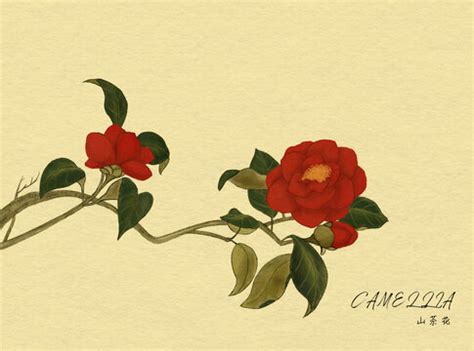 山茶花图片素材 山茶花设计素材 山茶花摄影作品 山茶花源文件下载 山茶花图片素材下载 山茶花背景素材 山茶花模板下载 搜索中心