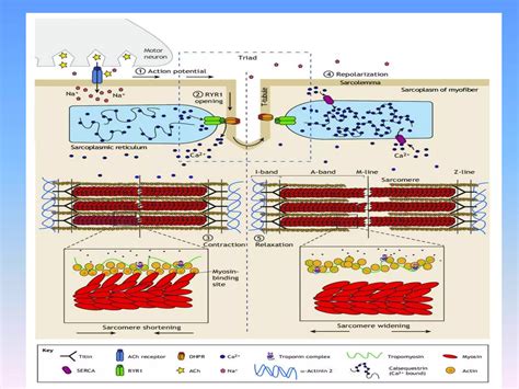 Centrally Acting Muscle Relaxants Pptx