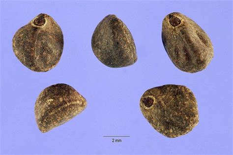 Factsheet Ipomoea Purpurea Common Morning Glory