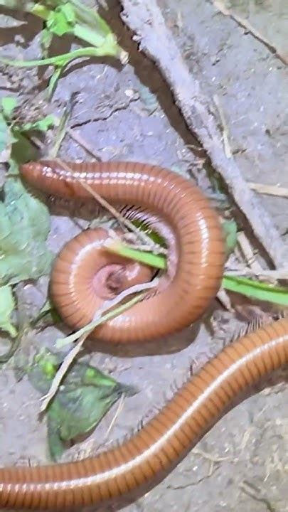 هزارپای غول پیکر جنگلی Youtube