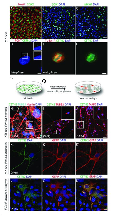 Cell Type Specificity Of Centrin 2 Cetn2 Expression In Human