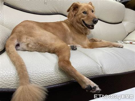 愛犬突然不吃飯！病懨懨嚇壞姐 急送醫「5字總結」她傻眼 Ettoday寵物雲 Ettoday新聞雲