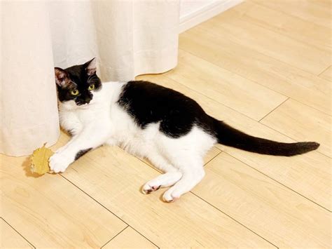 野良だった猫が「大好きだよ！」噂の猫語翻訳アプリで愛おしさが爆発「尊い」「世界はそれを愛と呼ぶんだぜ」｜まいどなニュース