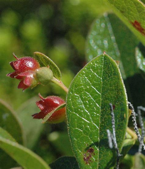 Gaylussacia Bigeloviana Dwarf Huckleberry