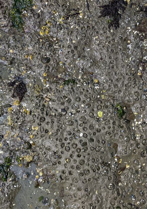 Textures Of Puget Sounds Intertidal Zone Seaweed Bedrock And