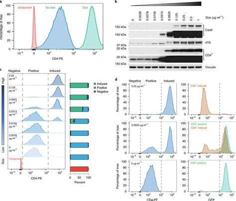 Dox Induction Of Efs Promoter Activity And Cd4t Expression Above Basal