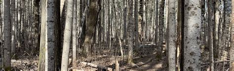 Scoudouc River Via La Canou New Brunswick Canada 88 Reviews Map Alltrails