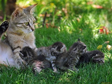 Котиков и кошечек картинки и фото Koshka Top