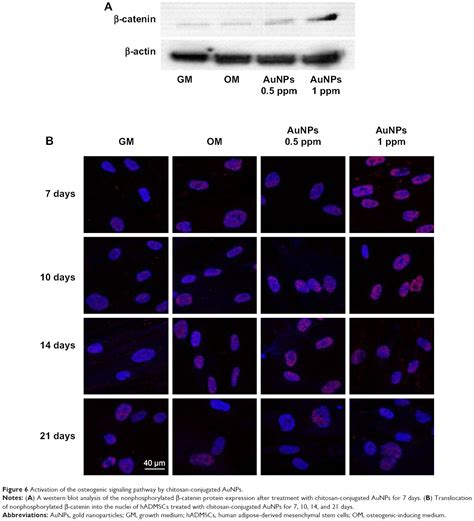 Gold Nanoparticles Promote Osteogenic Differentiation In Human Adipose
