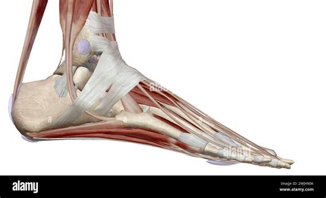 The Ankle Encompasses The Ankle Joint An Articulation Between The