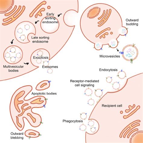 Biogenesis And Uptake Of Evs Evs Are Kinds Of Two Layer Vesicles