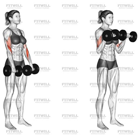 Dumbbell Biceps Curl Reverse Exercise Guide Techniques Benefits How To Muscles Worked Tips