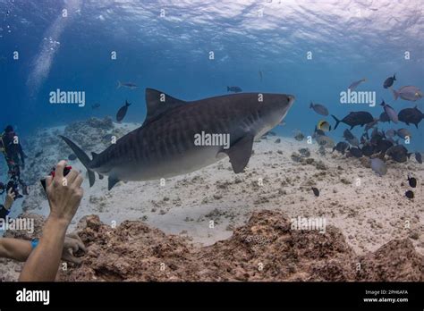 Tiger Shark Sighting While Scuba Diving In A Dive Site In Fuvahmulah
