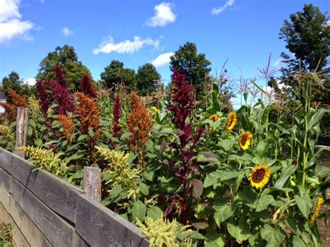 Ramblin With Am Civil War Sunday Gardening During The Civil War