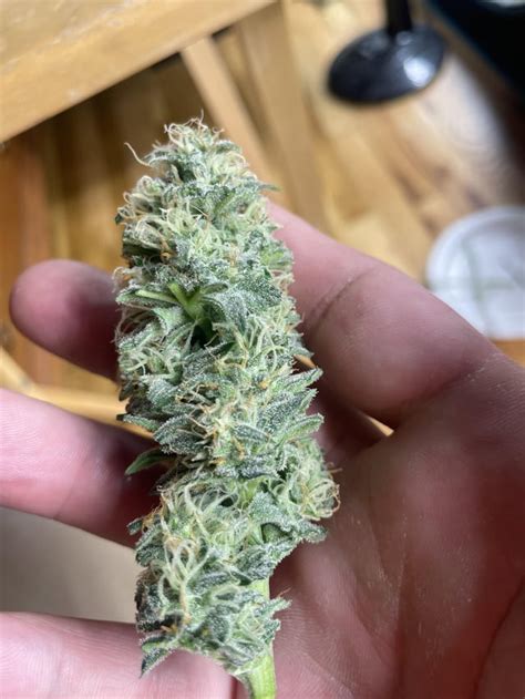 Sour Stomper Rmephheads