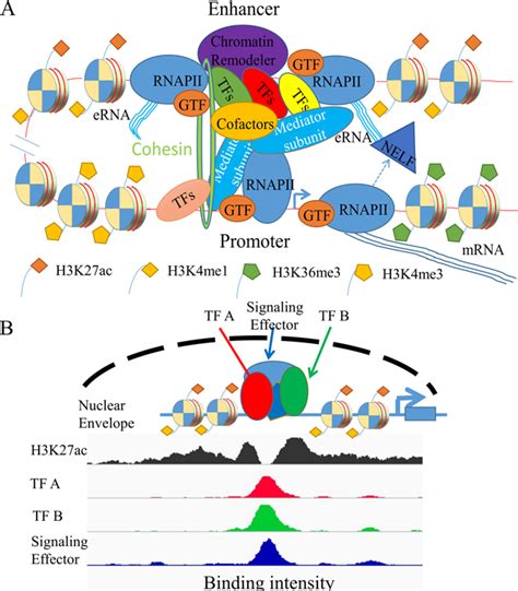 Enhancers Act As Regulatory Hubs In Gene Activation Download
