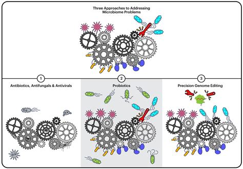 Precision Microbiome Editing 101 With Brady Cress And Ben Rubin Innovative Genomics Institute