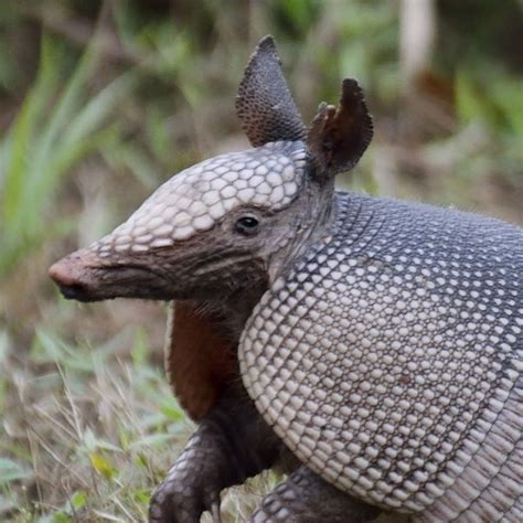 Nine Banded Armadillo Rainforest Alliance Für Unternehmen