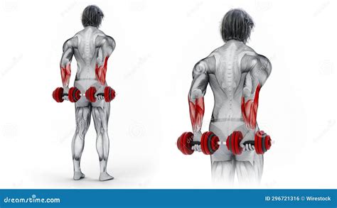 3d Rendered Animation Of Dumbbell Wrist Curls Behind Back Stock Footage