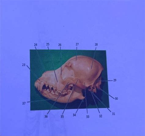 Solved Identify The Following Structures Chegg
