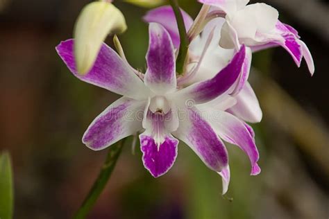 Fiower Orchids Cllor Backyard Natural Stock Image Image Of