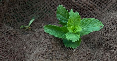 有关修剪花草 充滿活力 具有环保意识 刷新 口味 可持续发展 增長 天性 天然面料 工厂 布料 成分 新鮮 有機