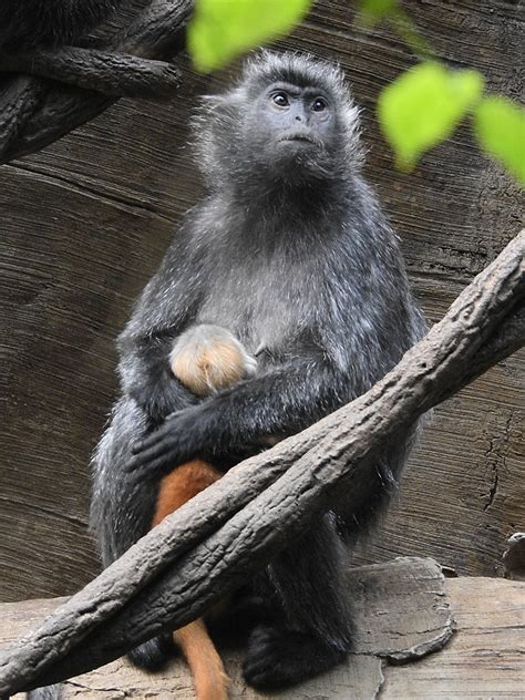 Silvered Leaf Monkey Zoochat